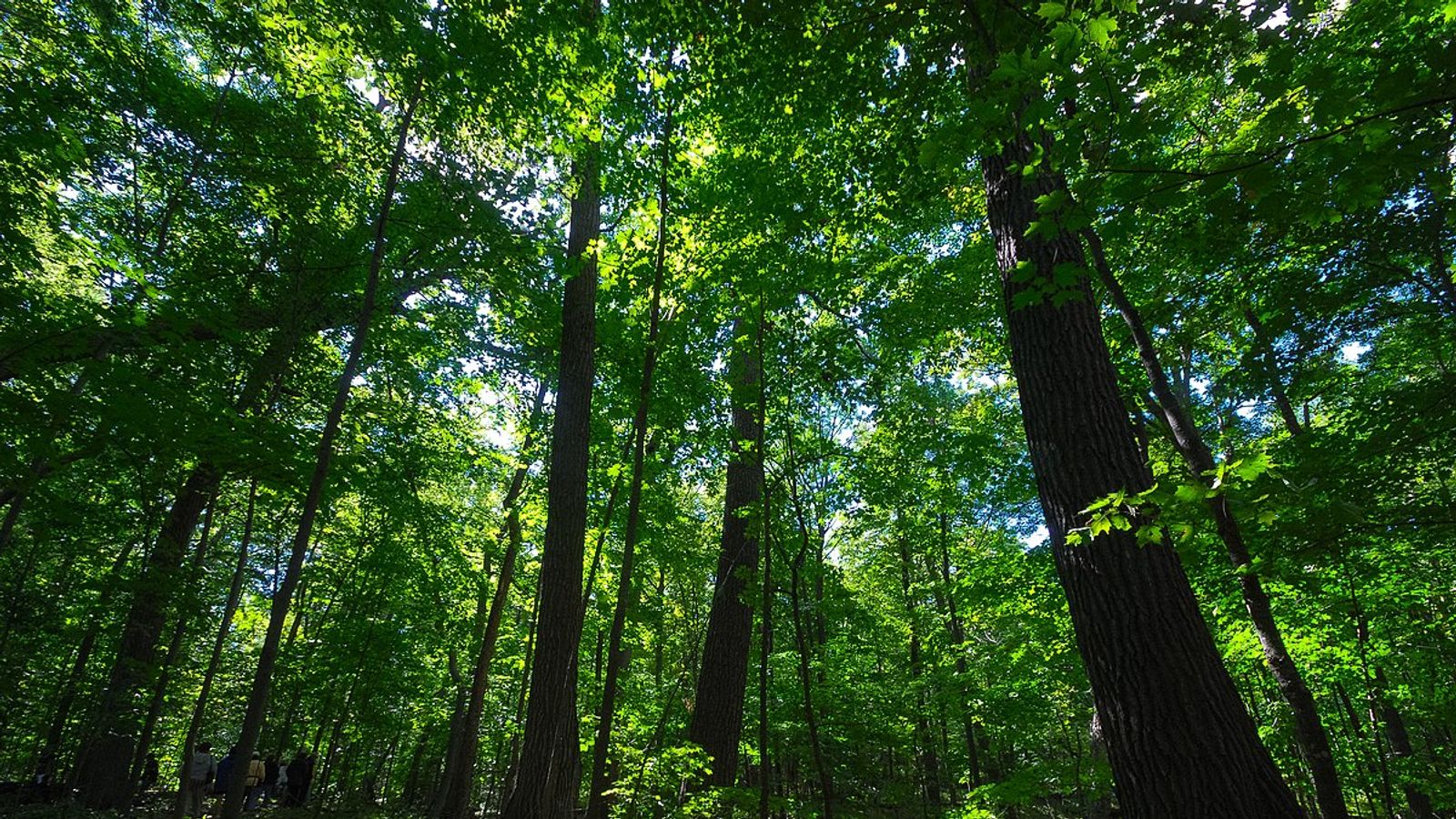 Old-Growth Forests Are Special. Why Are They Under Threat?
