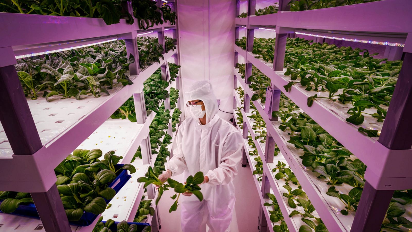 Automation is Transforming the World’s Leading Vertical Farm Companies